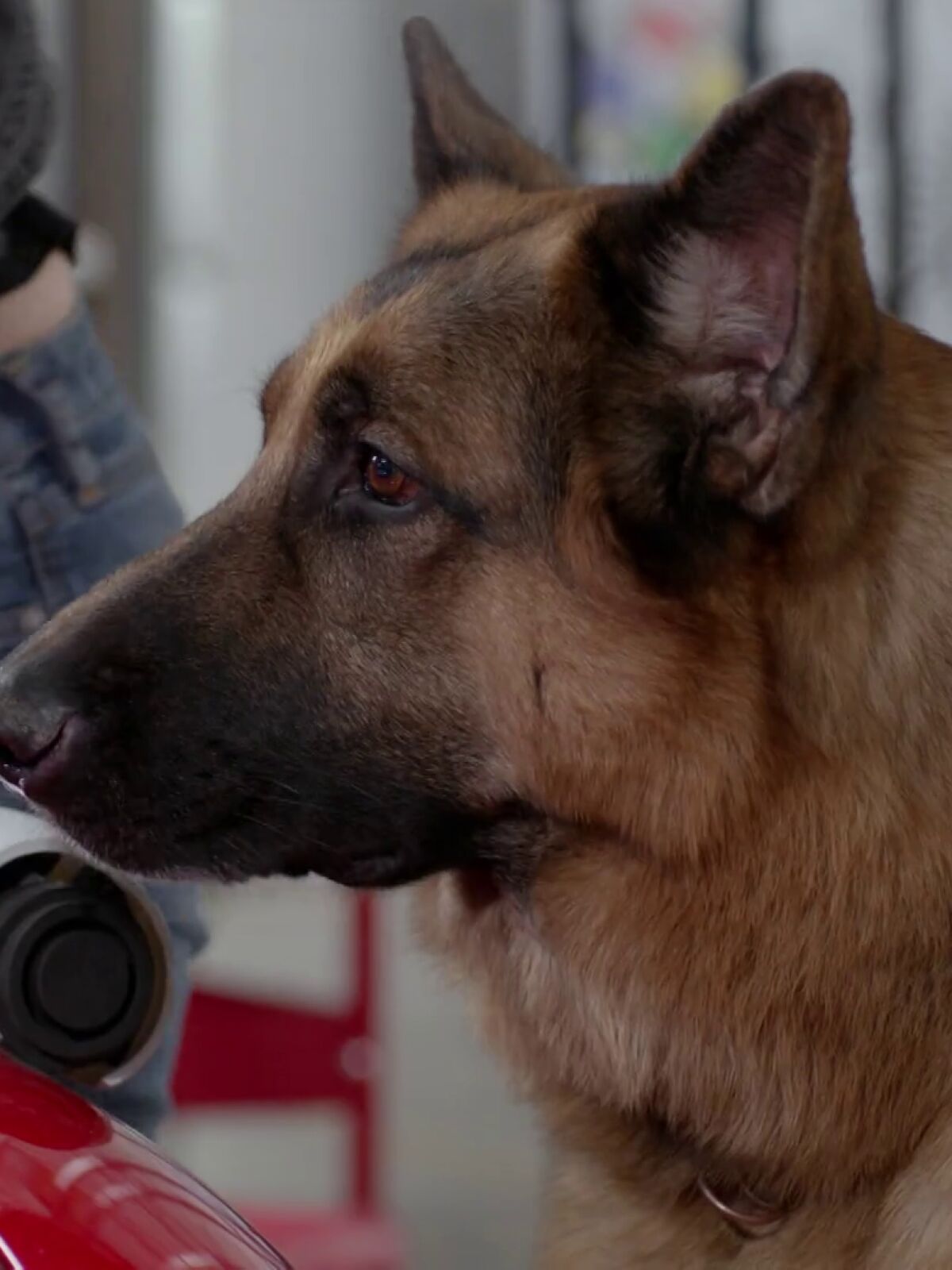 Hudson & Rex - Temporada 2 - Capítulo 8: Rex Machina