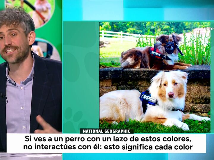 ZAPEANDO: Rojo, amarillo o morado: Víctor Algra explica qué significan ...